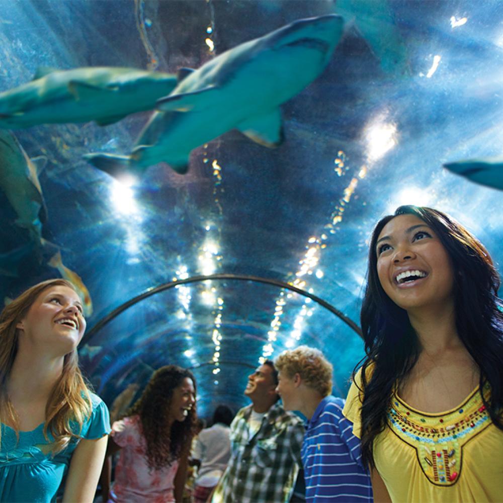 7 Days of Shark Week in Kissimmee: How to Celebrate on Your Vacation ...